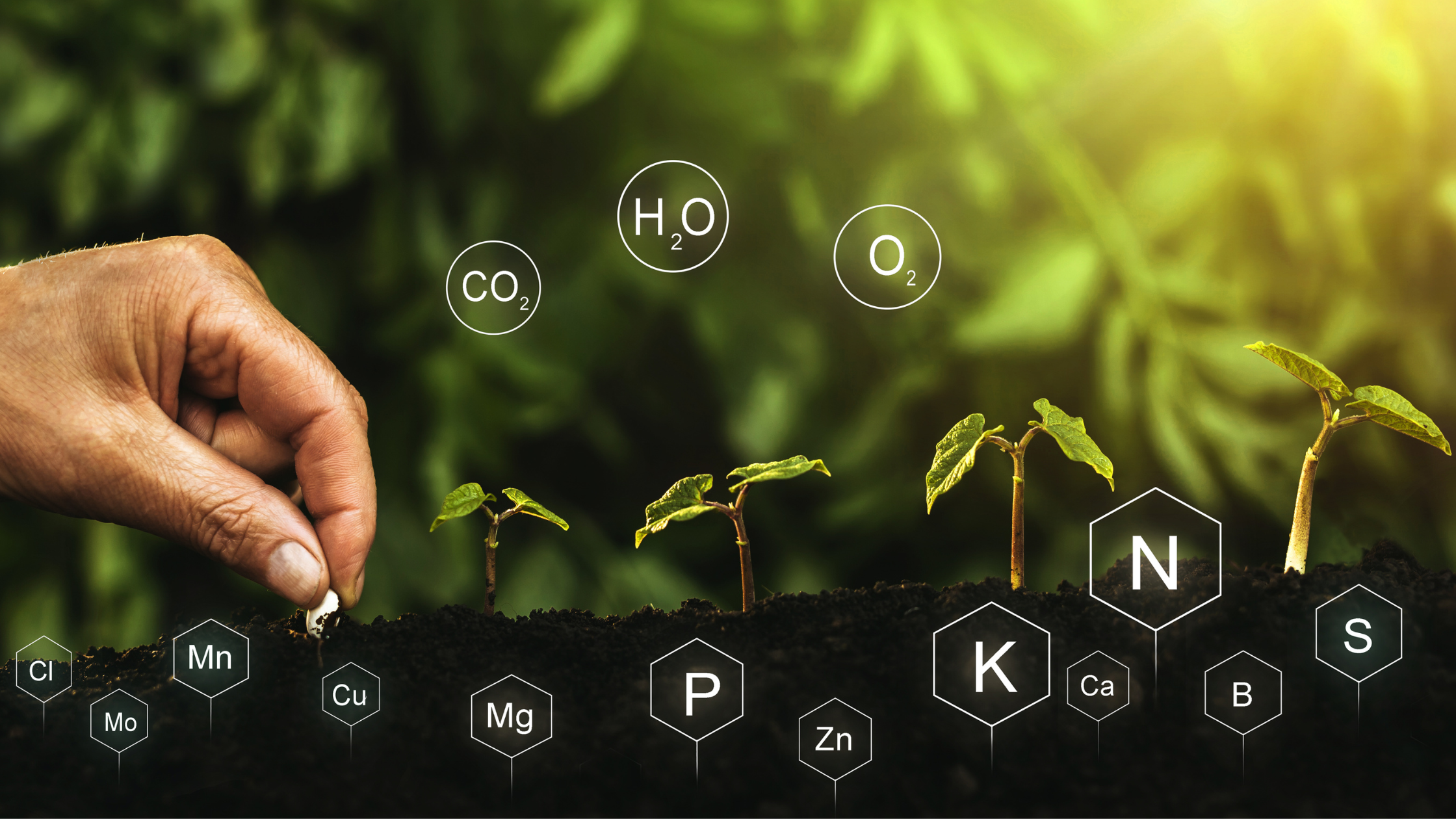 Natural Plant Nutrients – Growcery